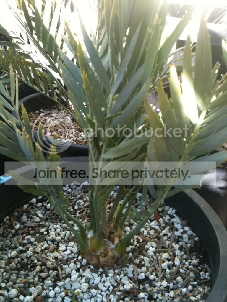 Encephalartos of all types - For Sale - PalmTalk