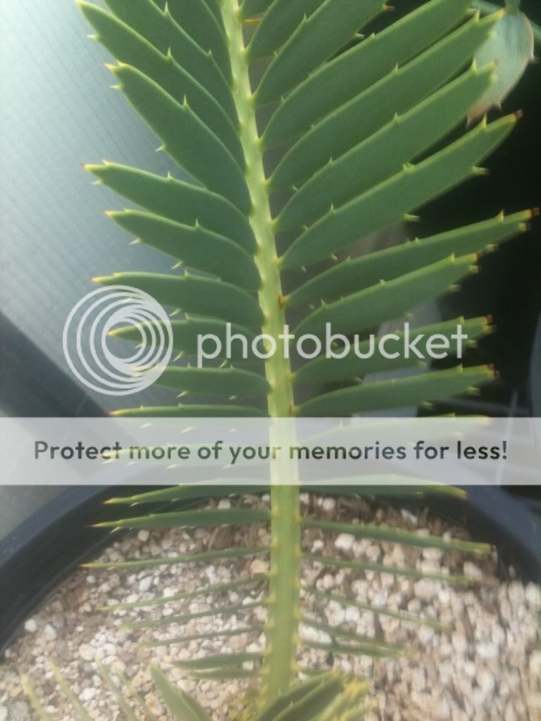 Encephalartos Cupidus - For Sale - PalmTalk