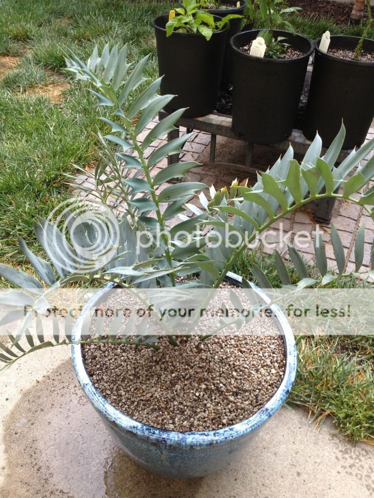 Encephalartos True Blue arenarius - For Sale - PalmTalk
